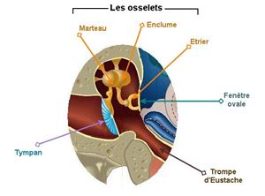 Anatomie